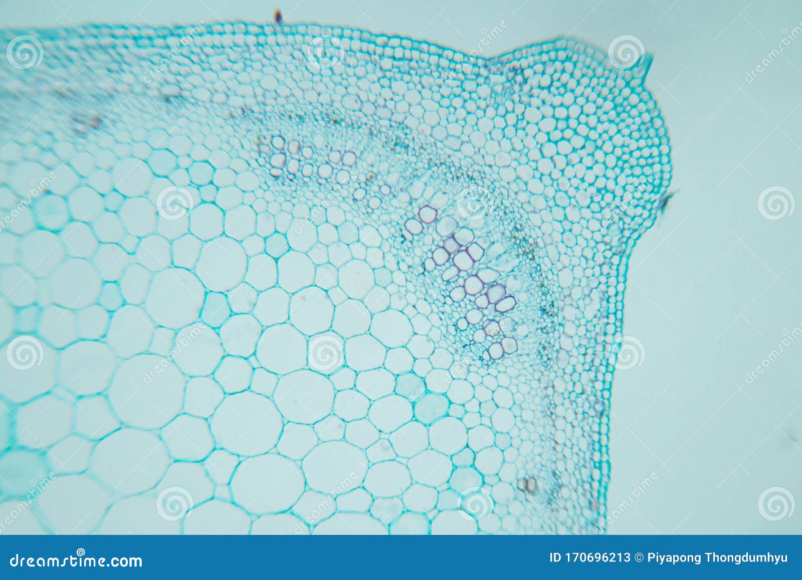 Plant Stem Under the Microscope for Classroom Education. Stock Image ...