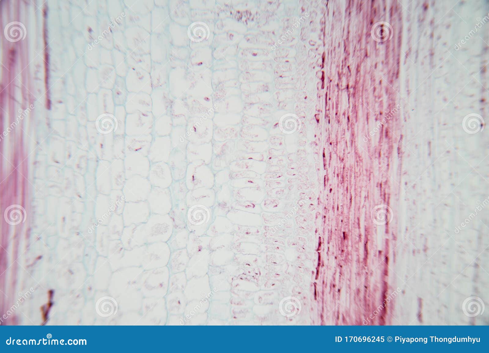 Plant Stem Under the Microscope for Classroom Education. Stock Image ...