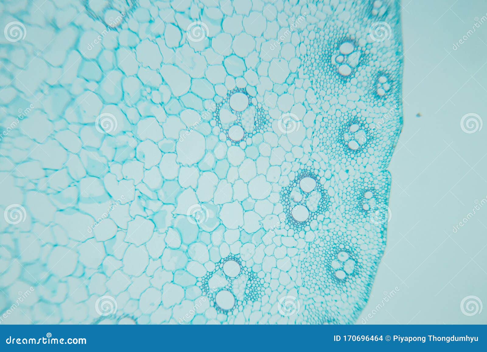 Plant Stem Under the Microscope for Classroom Education. Stock Photo ...