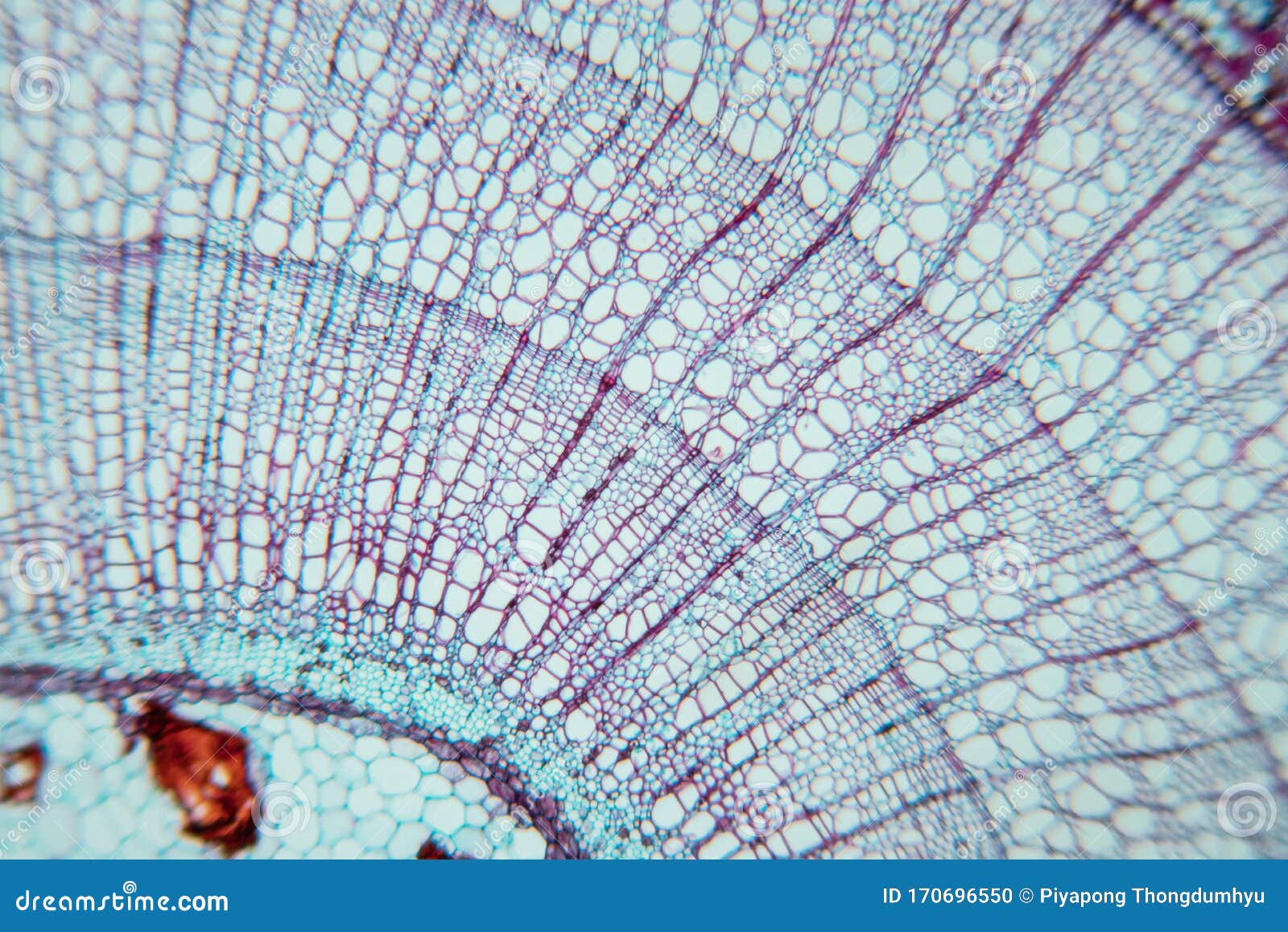 Plant Stem Under the Microscope for Classroom Education. Stock Photo ...