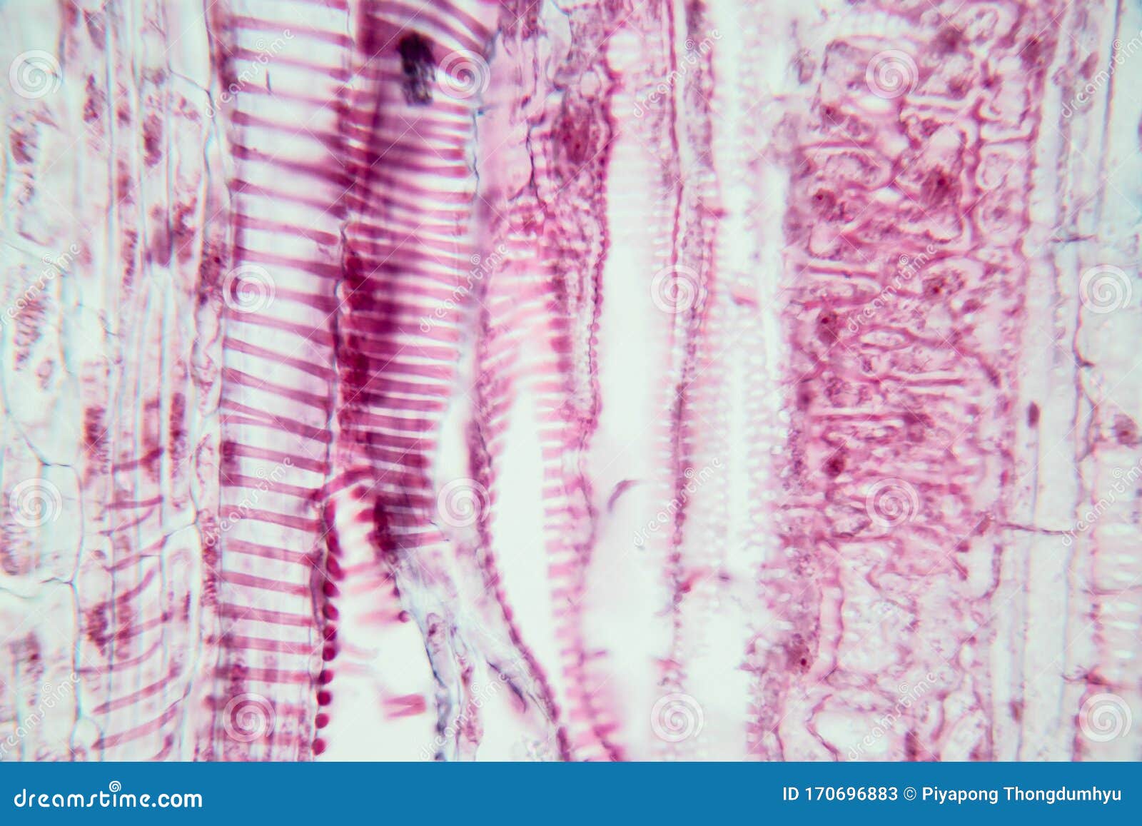 Plant Stem Under the Microscope for Classroom Education. Stock Image ...