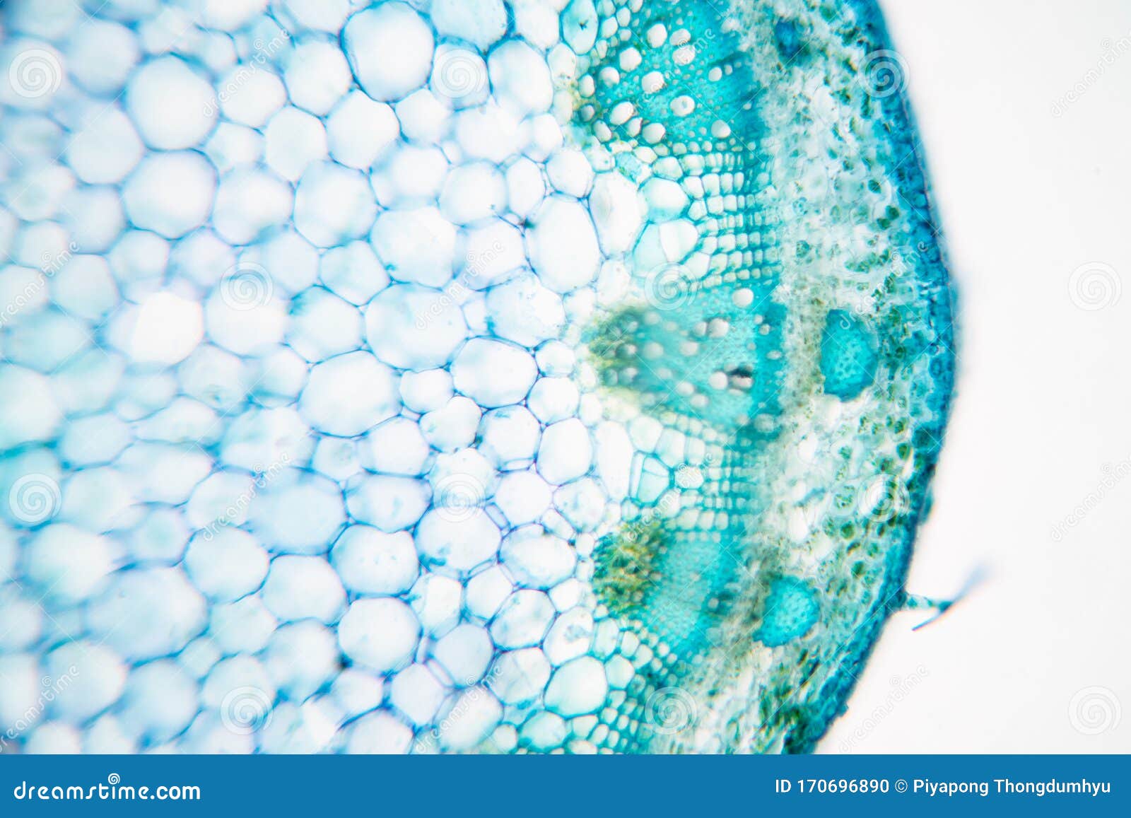 Plant Stem Under the Microscope for Classroom Education. Stock Photo ...
