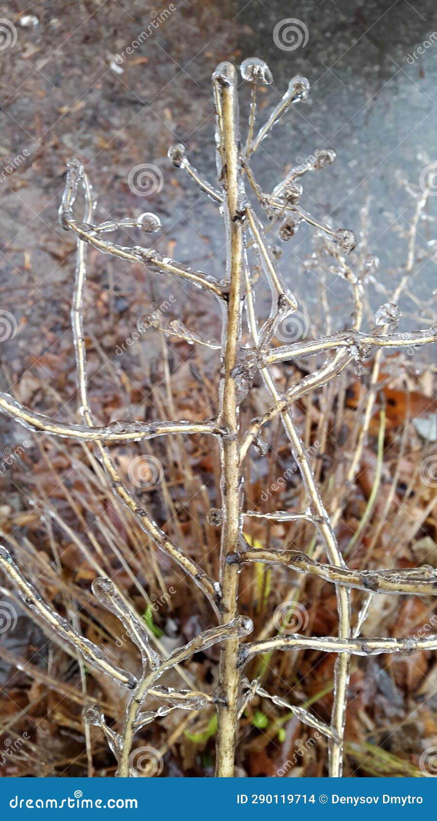 Plant Stems Covered with Ice. Frozen Branches Stock Photo - Image of ...