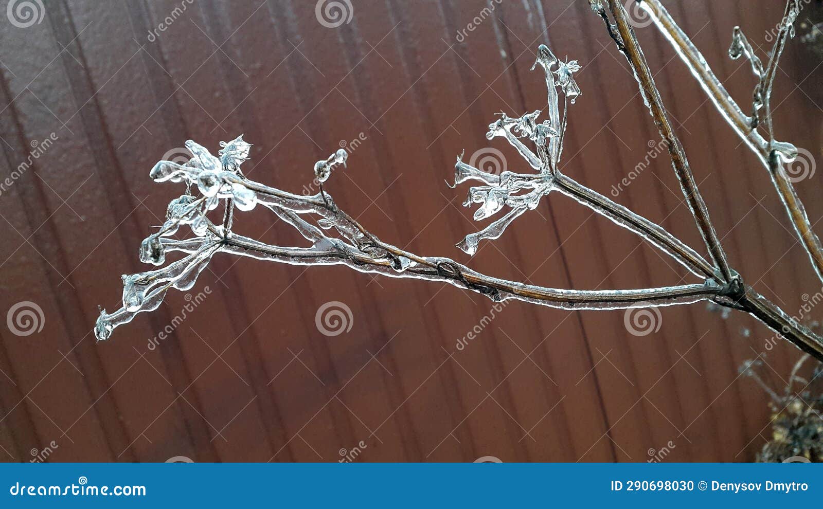Plant Stems Covered with Ice. Frozen Branches Stock Photo - Image of ...