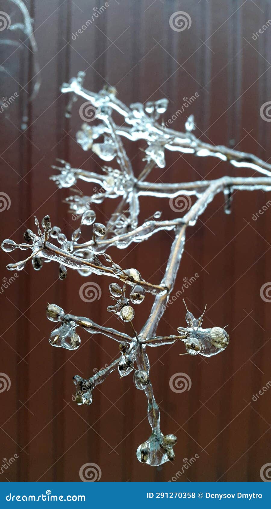 Plant Stems Covered with Ice. Frozen Branches Stock Photo - Image of ...