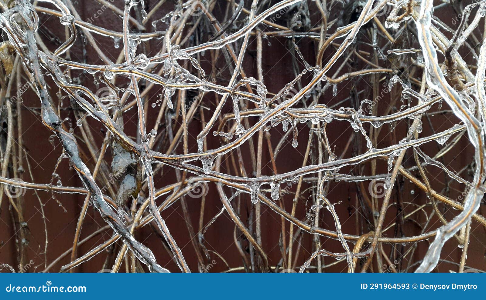 Plant Stems Covered with Ice. Frozen Branches Stock Image - Image of ...