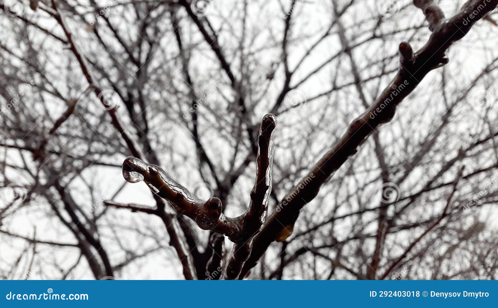 Plant Stems Covered with Ice. Frozen Branches Stock Photo - Image of ...