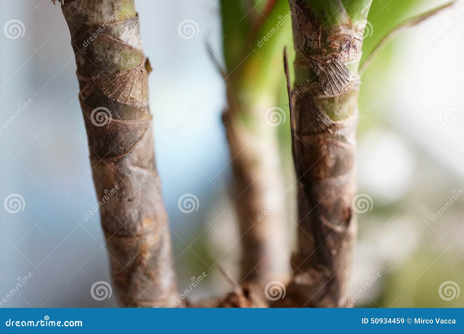 Plant stems stock image. Image of stems, natural, wood - 50934459