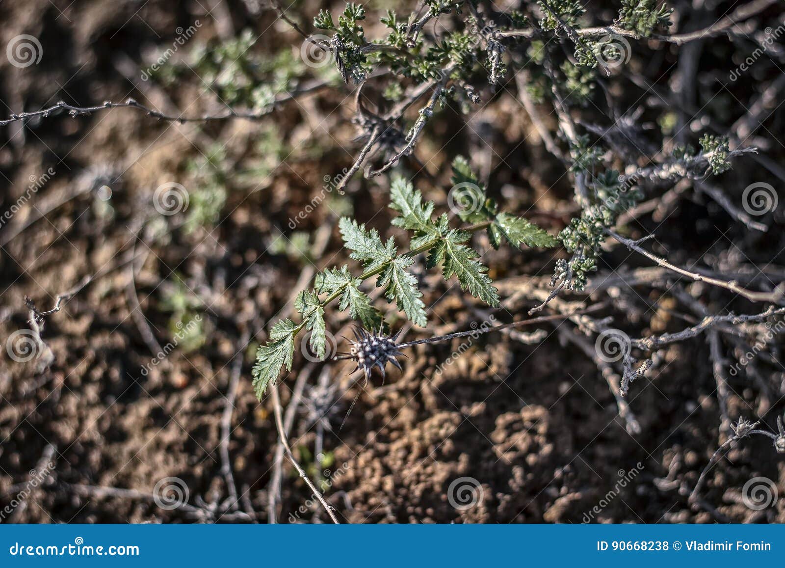 A plant in the steppe. stock photo. Image of plant, signal - 90668238