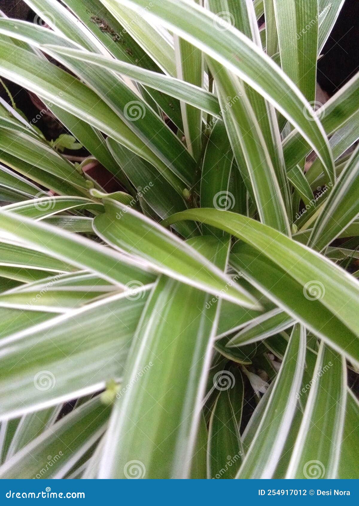 This Plant is Still a Grass Stock Photo - Image of herb, flower: 254917012
