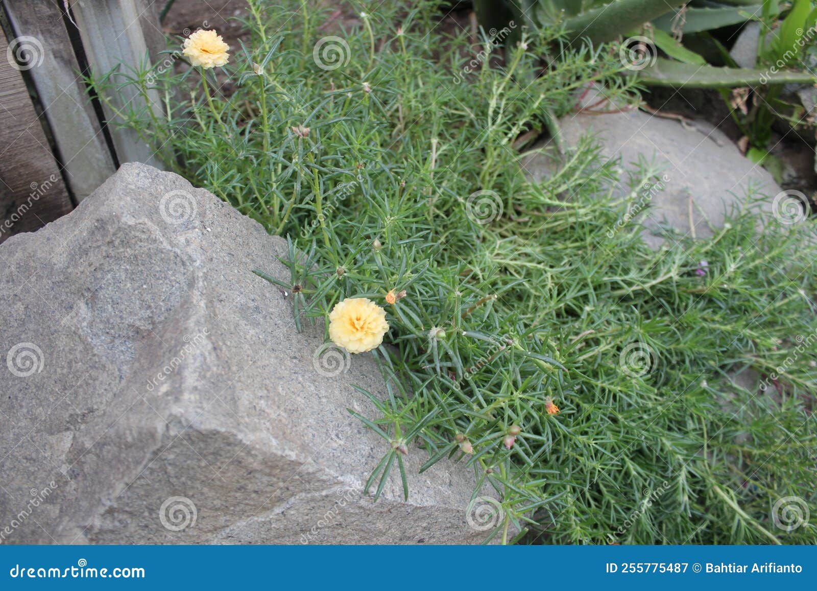 This Plant is Still Growing Stock Image - Image of plant, backyard ...