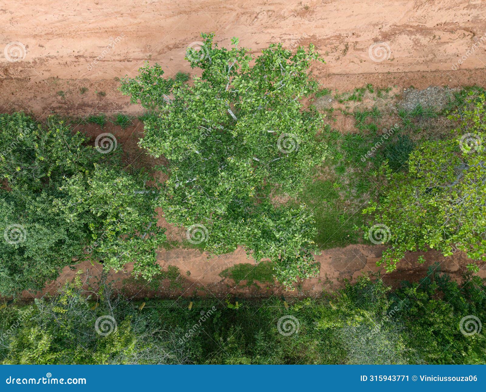 Plant Stinkingtoe Tree stock image. Image of brown, nature - 315943771