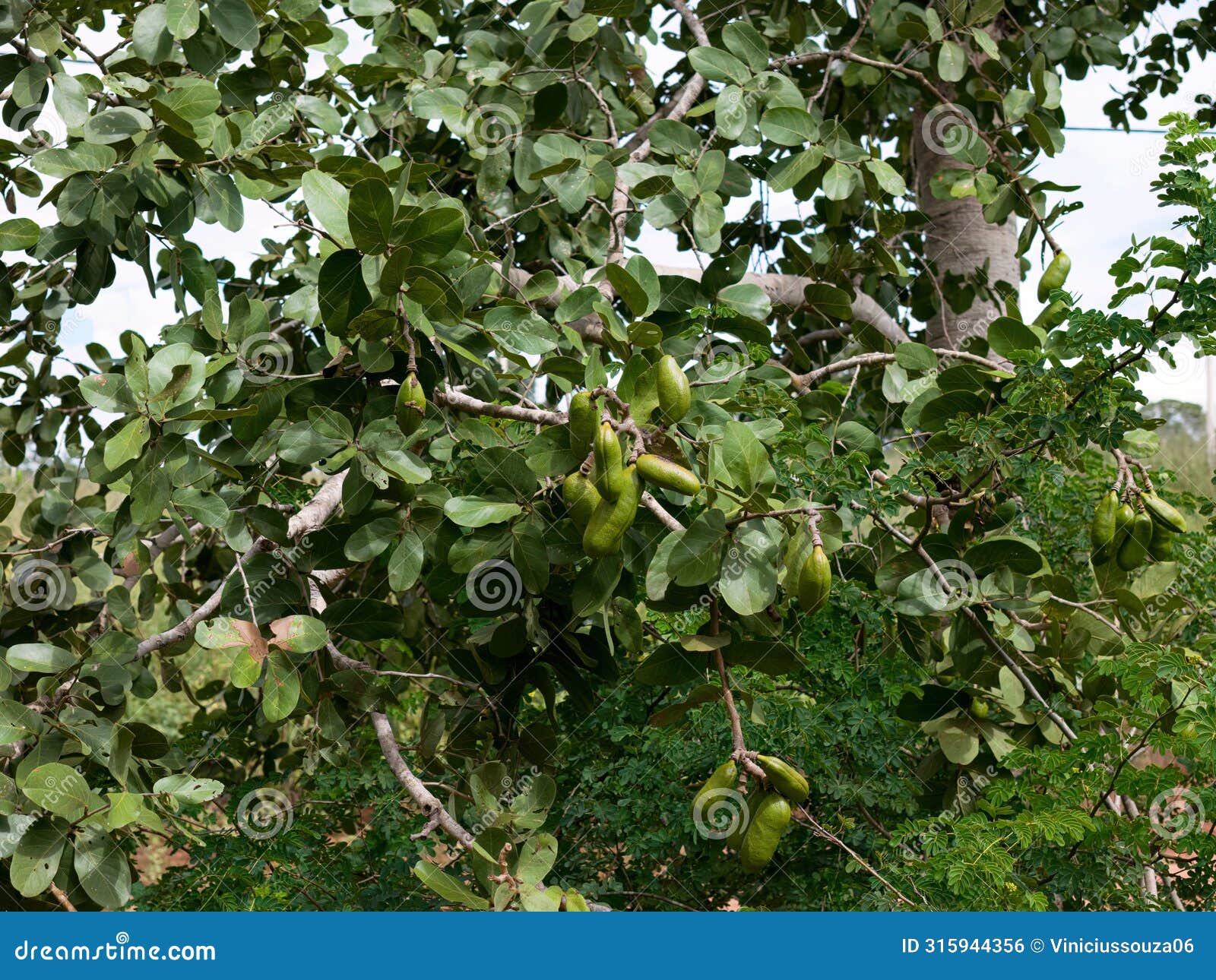 Plant Stinkingtoe Tree stock photo. Image of fabaceae - 315944356