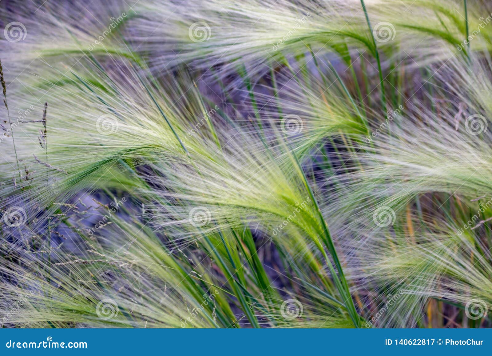 Plant Stipa grass stock image. Image of grass, spear - 140622817