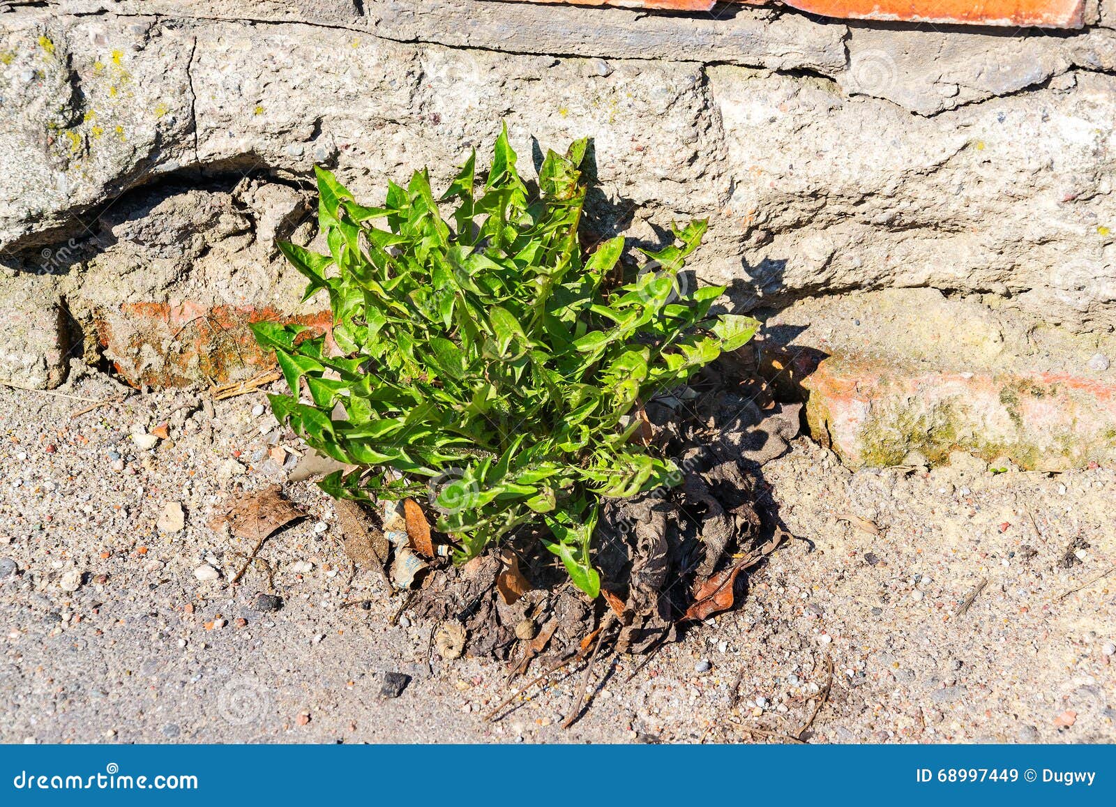 Plant on the stone stock image. Image of break, hope - 68997449