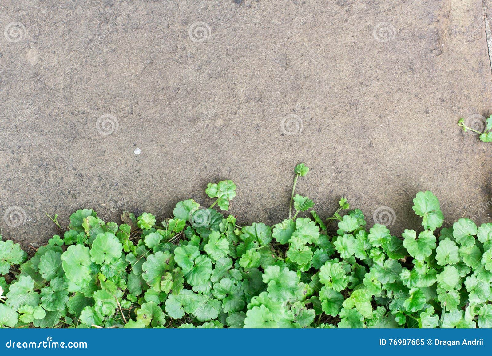 Plant on the Stone Texture. Pathway in the Garden Stock Image - Image ...