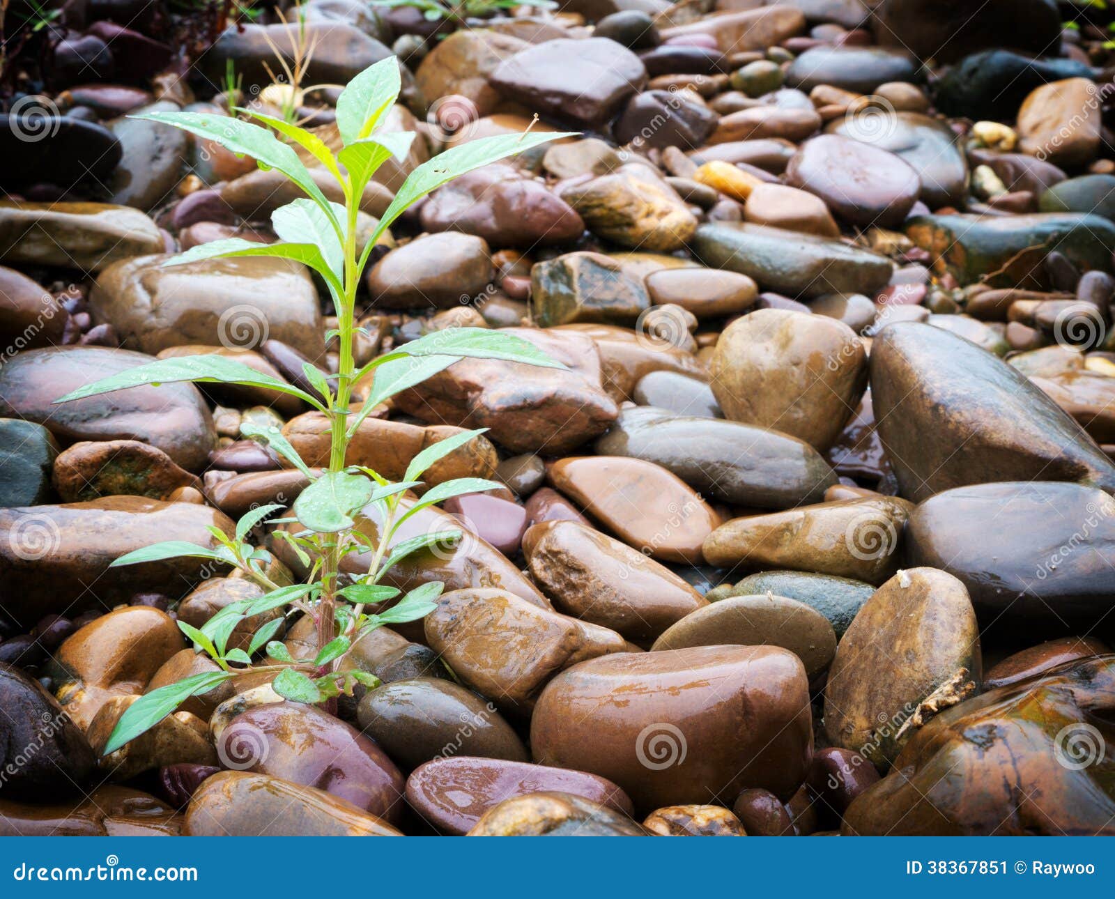 Plant on stones stock image. Image of rock, material - 38367851