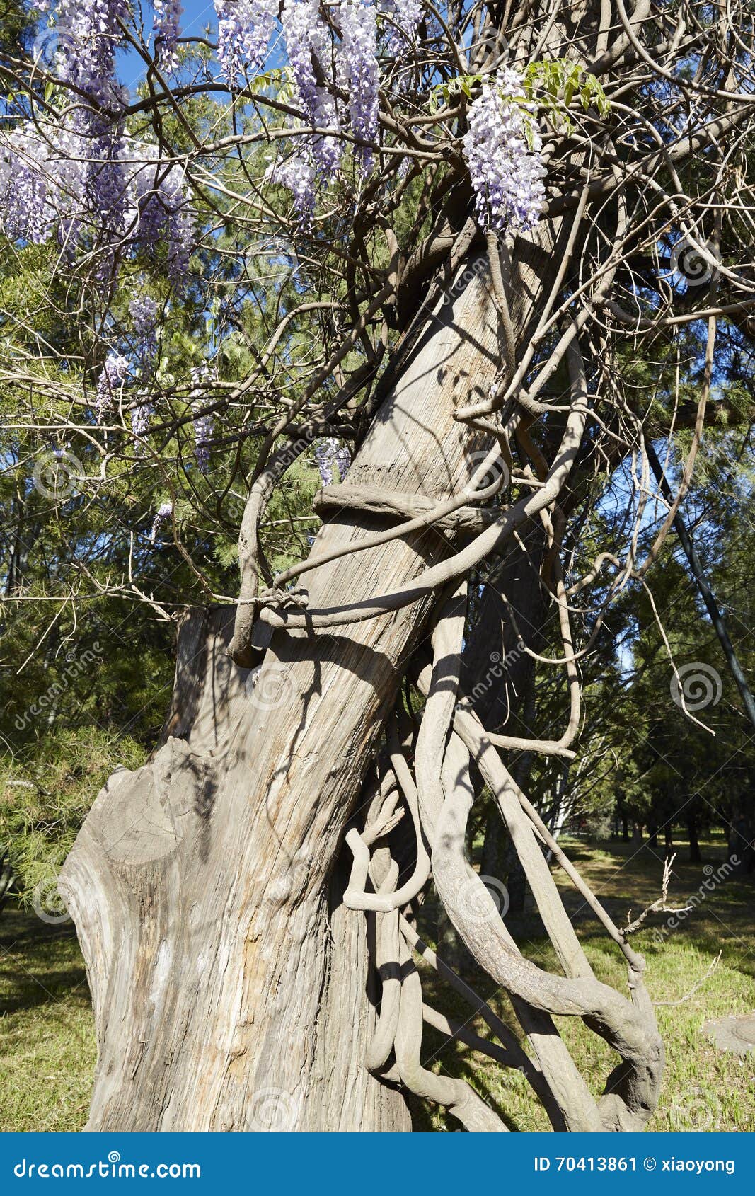 Plant Strangulation, Dead Tree Stock Image - Image of trees, cypress ...