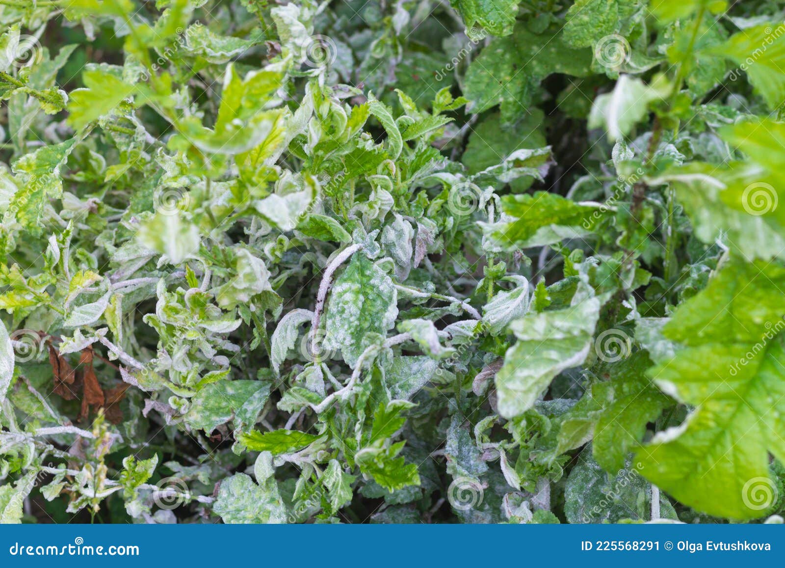 Aphid Pest Infestation On Oleander Plant Stock Photography ...