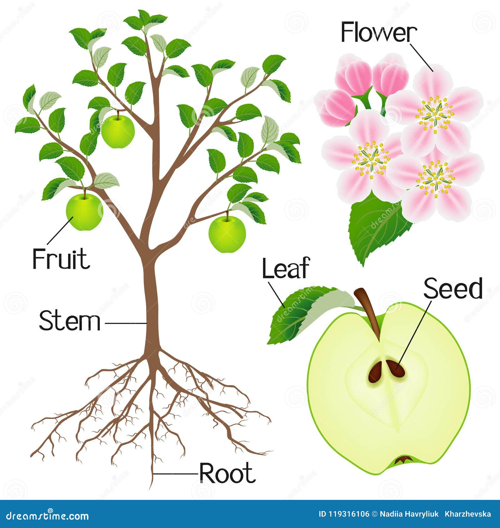 Plant Structure of Apple Tree Isolated on White Background. Stock ... Plant Structure of Apple Tree Isolated on White Background. Stock ...