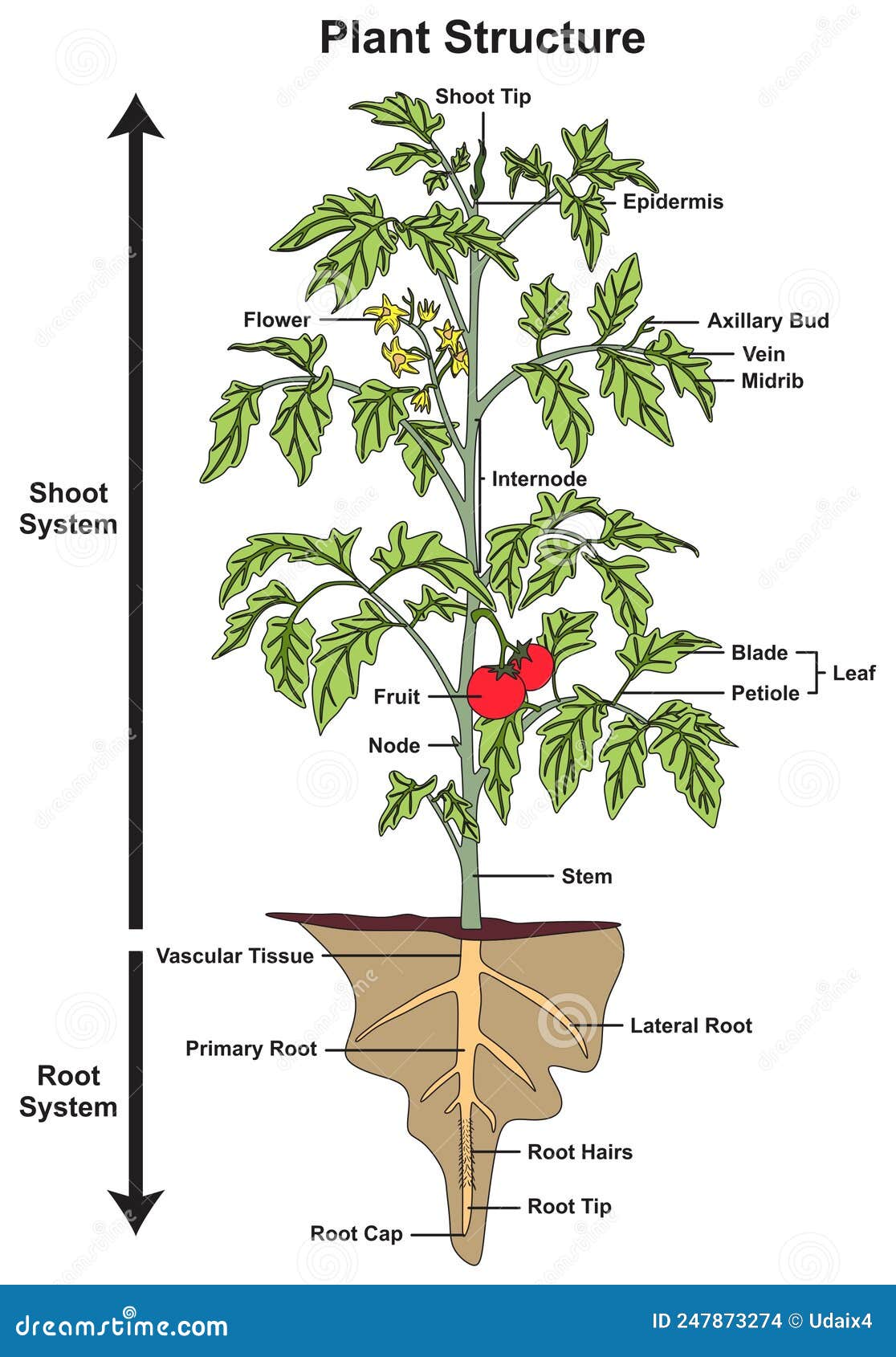 Plant Structure and Parts Infographic Diagram Tree Shoot Root System ... Plant Structure and Parts Infographic Diagram Tree Shoot Root System ...