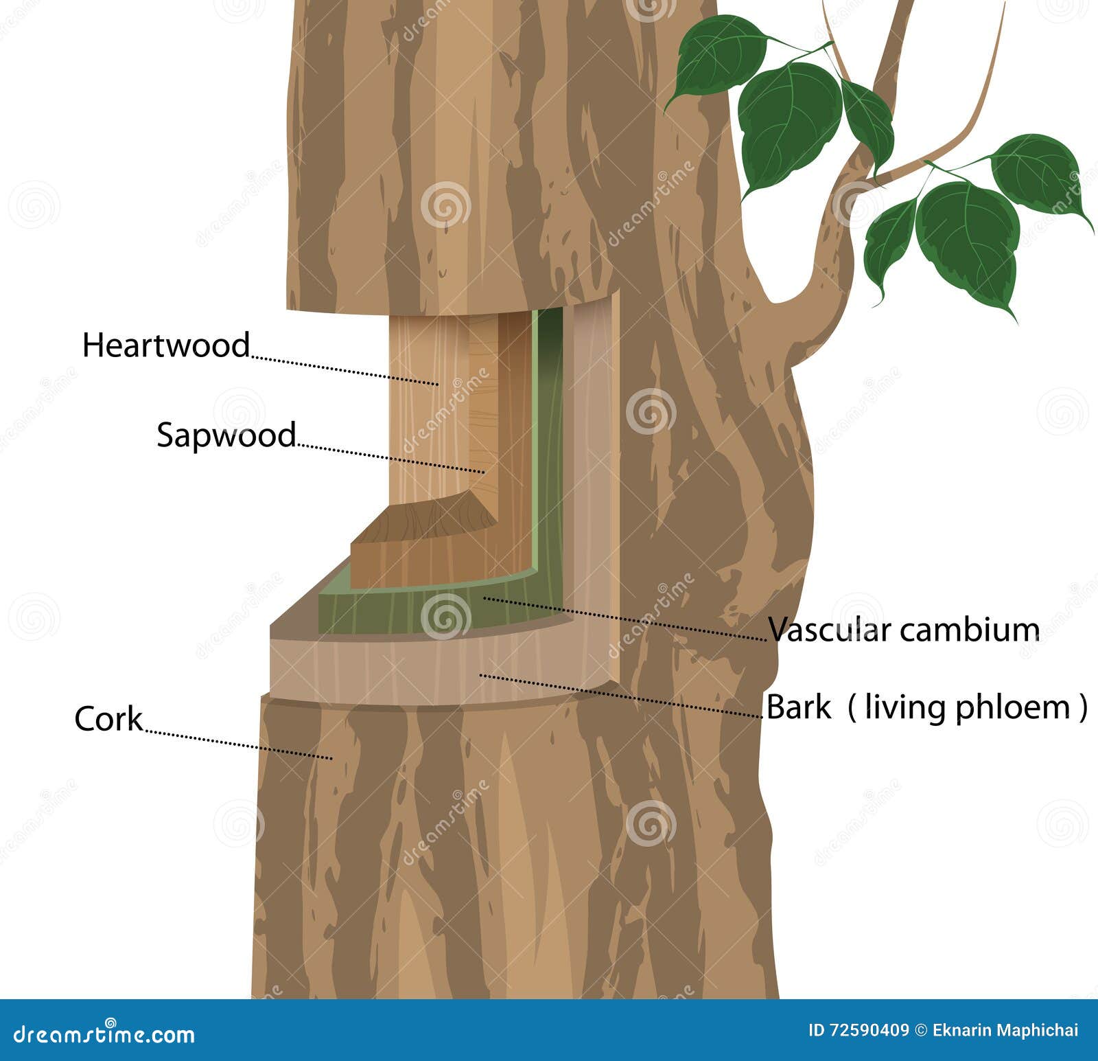 Plant Structure Scene Stock Photo | CartoonDealer.com #72590409