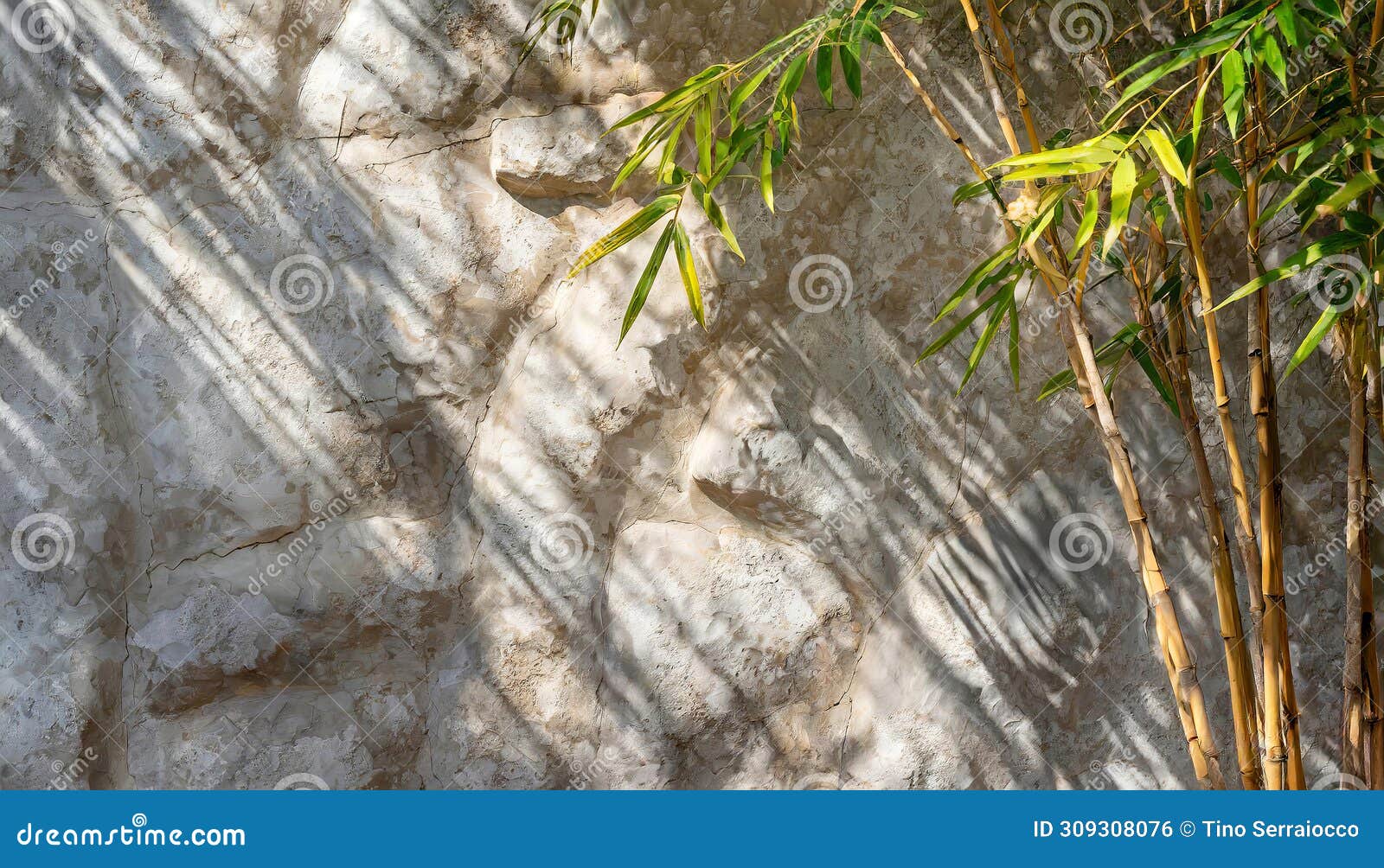 A Bamboo Trees Silhouette Falls on a Solid Rock Surface Stock Photo ...