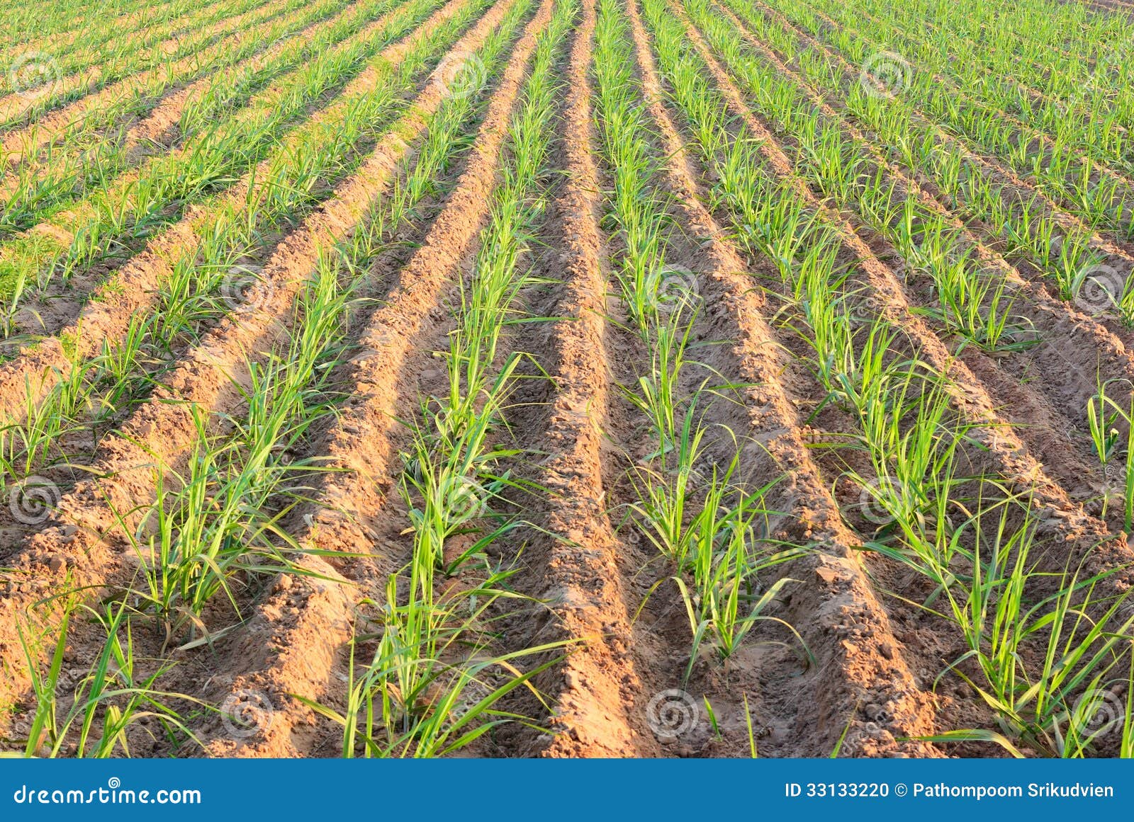 Plant sugar cane stock photo. Image of green, straw, harvest - 33133220