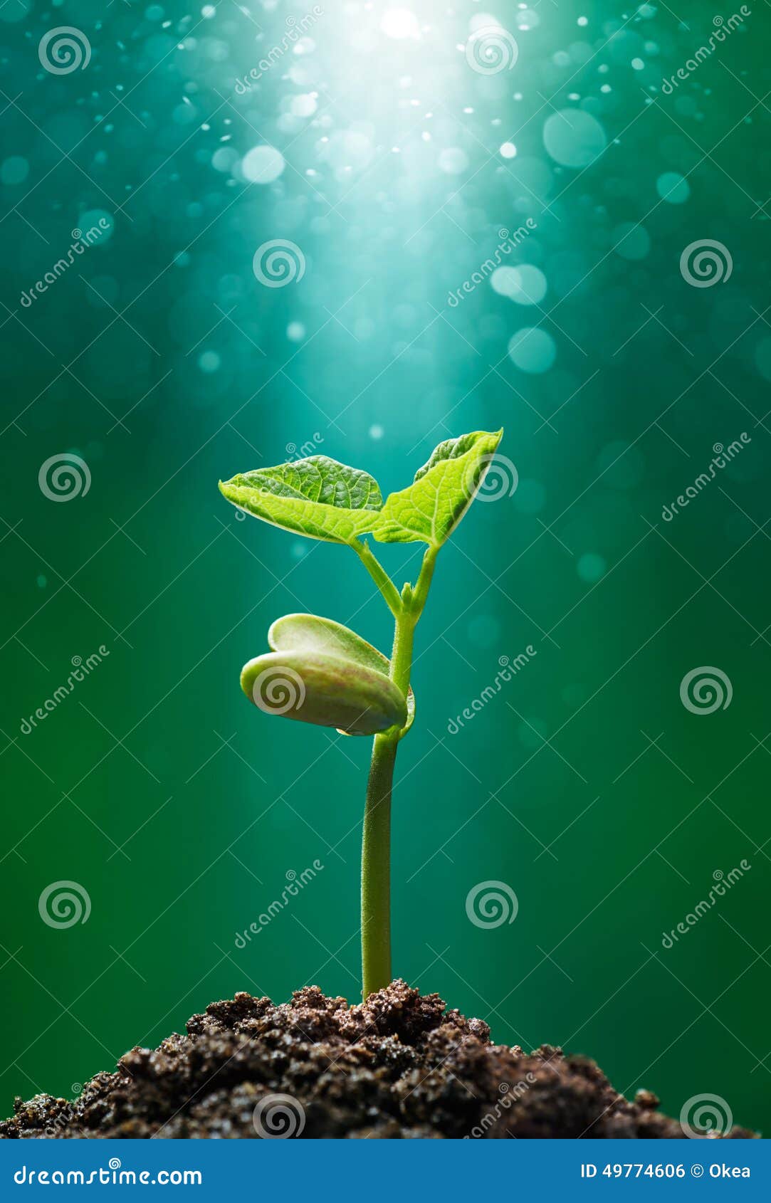 Plant with sunbeam stock photo. Image of plant, sowing - 49774606