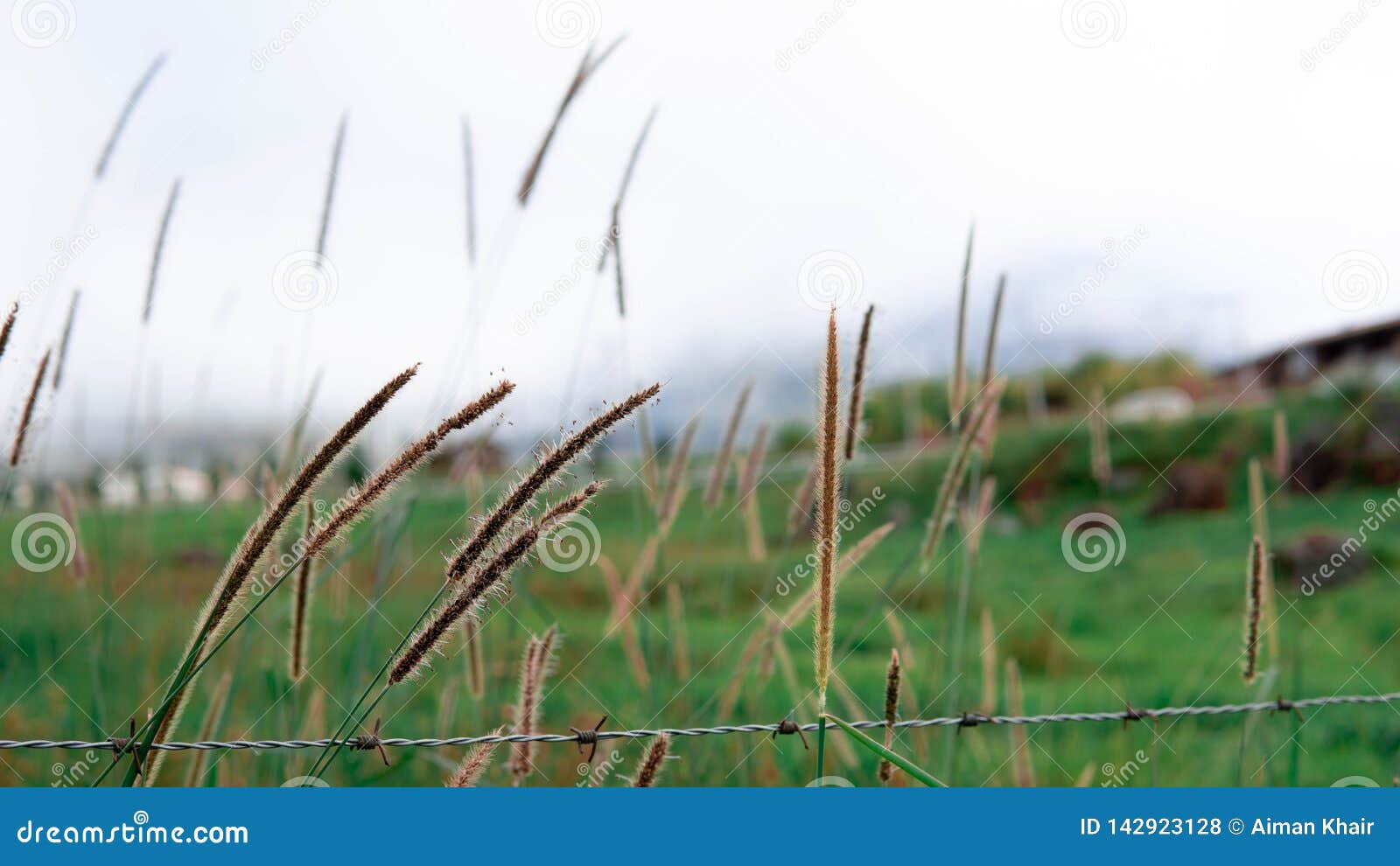 Cogon Grass with the Background of Big Mountain Stock Photo - Image of ...