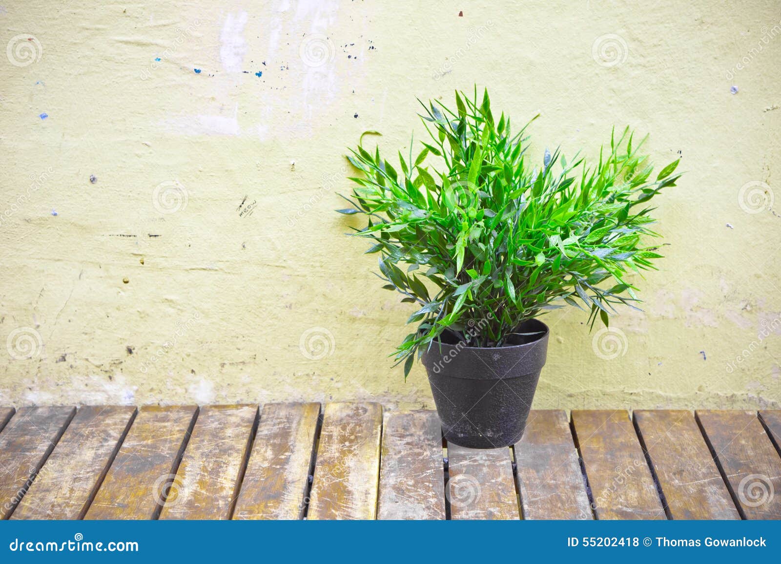 Plant on a table stock photo. Image of garden, gardening - 55202418
