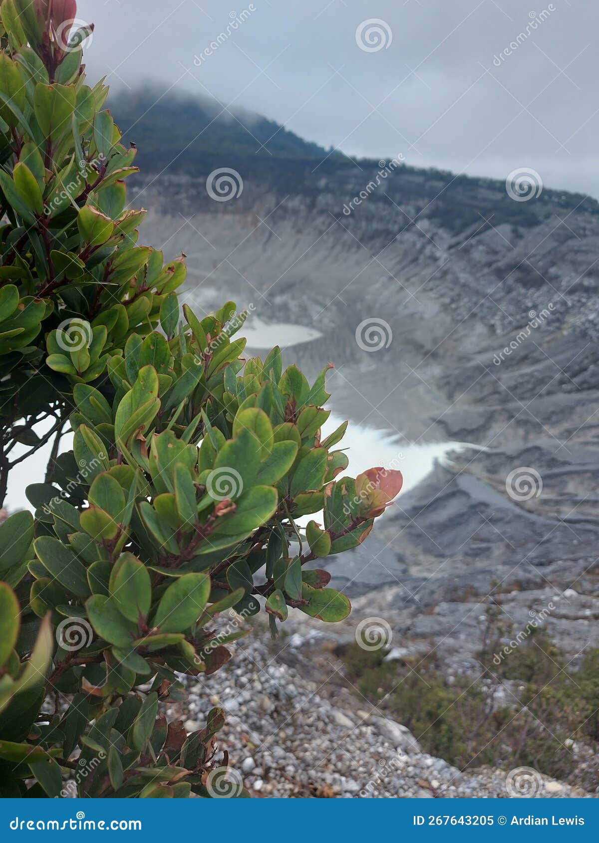 Plant of Tangkuban Parahu Crater Stock Image - Image of green, forest ...