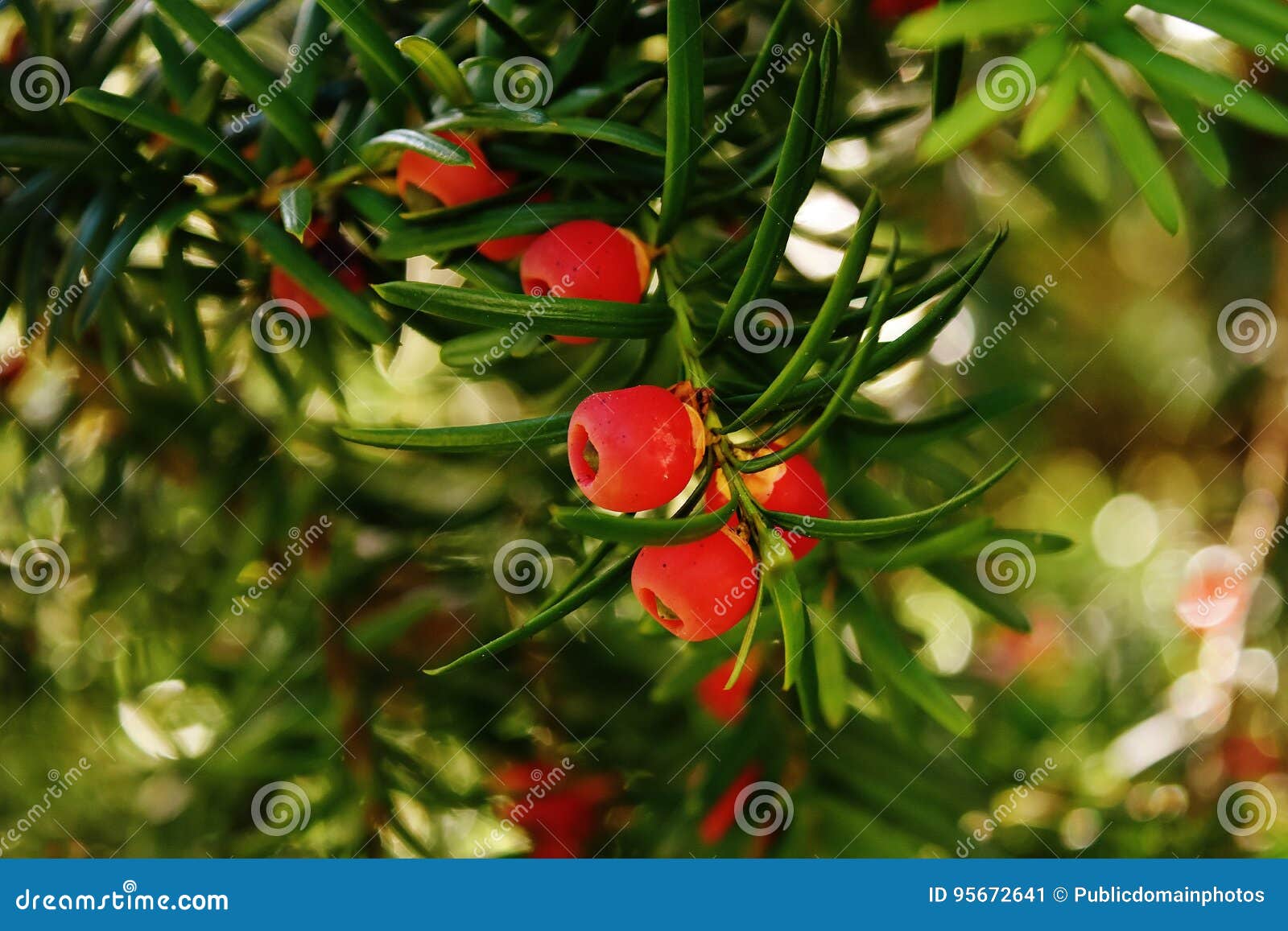 Plant, Taxus Baccata, Tree, Fruit Picture. Image: 95672641