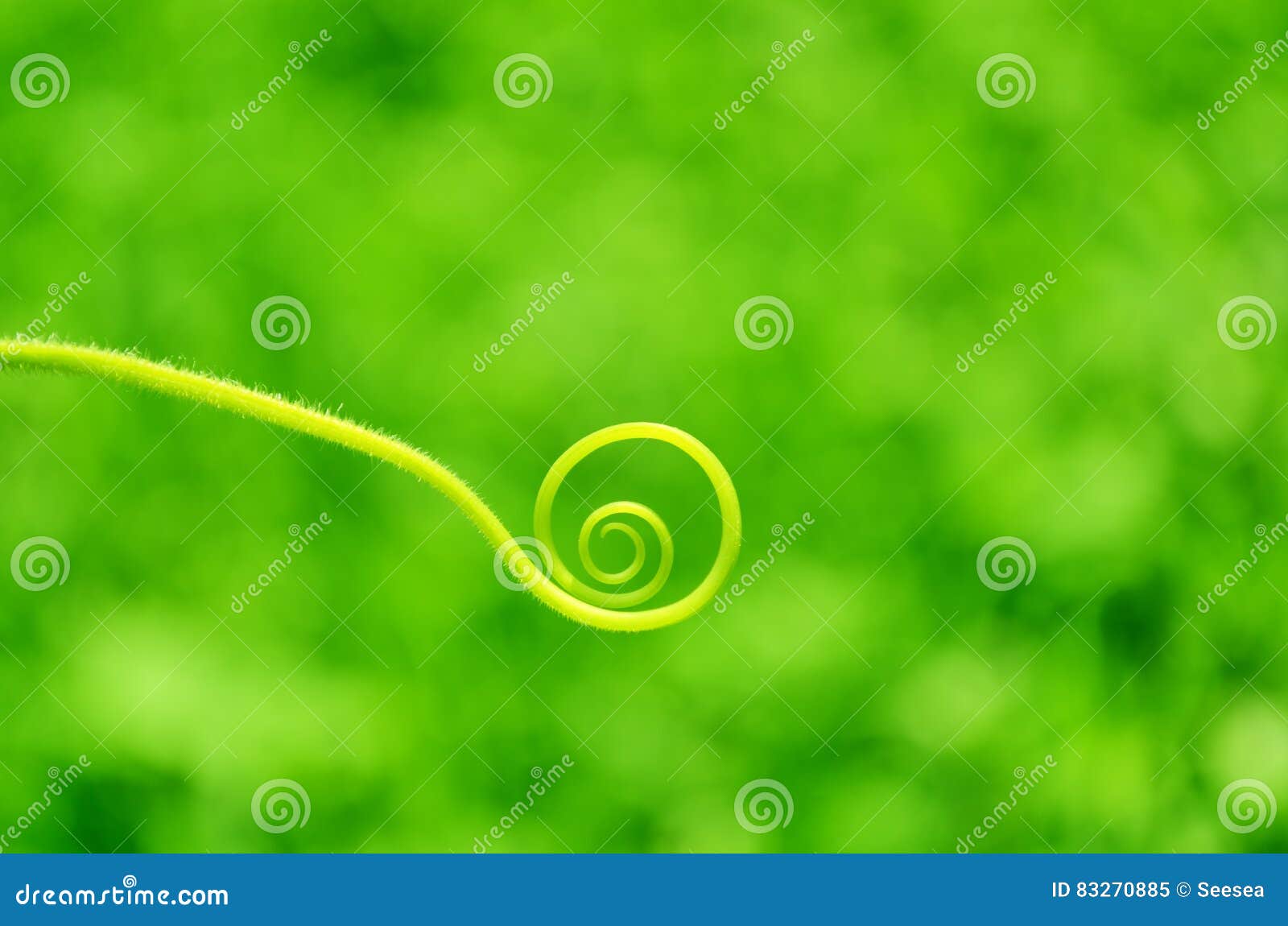 Plant tendril stock image. Image of colorful, abstract - 83270885