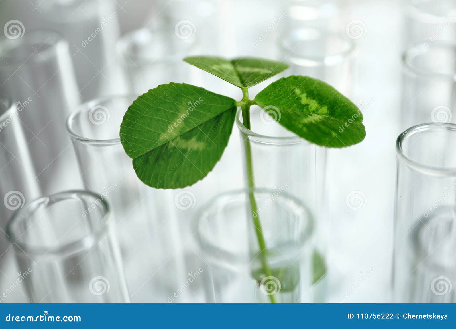 Plant in test tube stock photo. Image of blurred, analyzing - 110756222