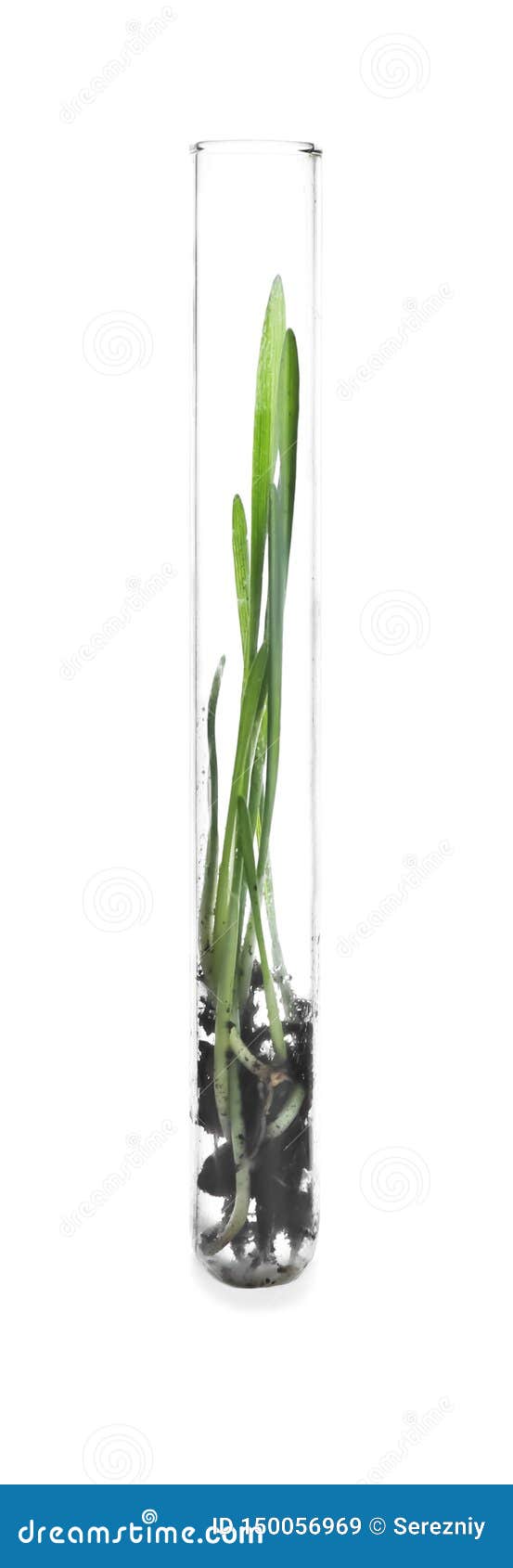 Plant in Test Tube, Isolated on White Stock Image - Image of ...