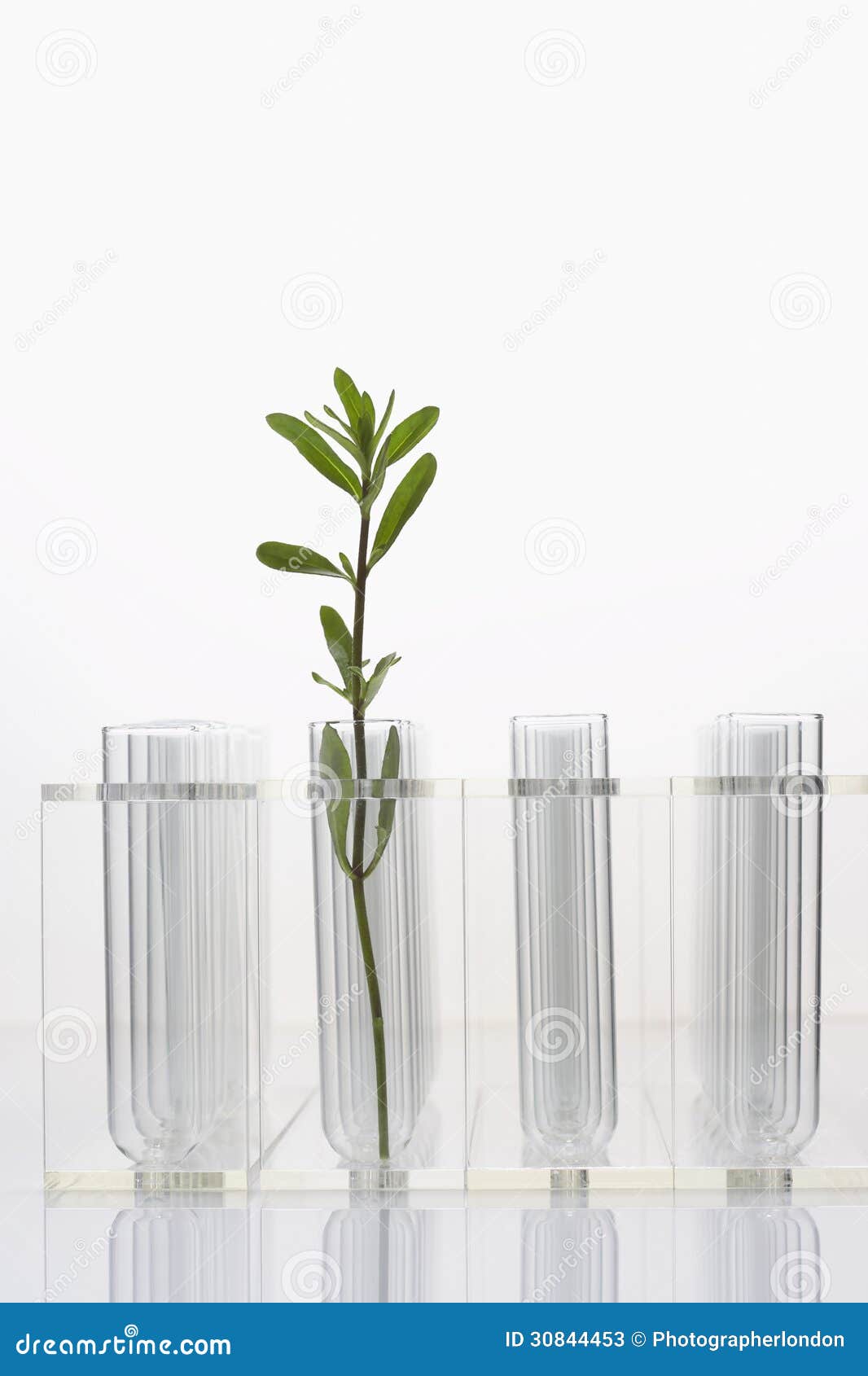 Plant in Test Tube with Three Empty Test Tubes Stock Image - Image of ...