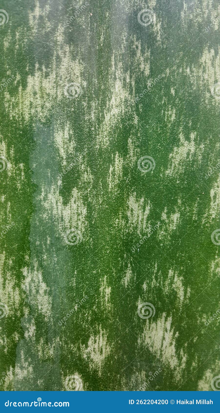 Plant Texture Green White Varigated Stock Photo - Image of varigated ...