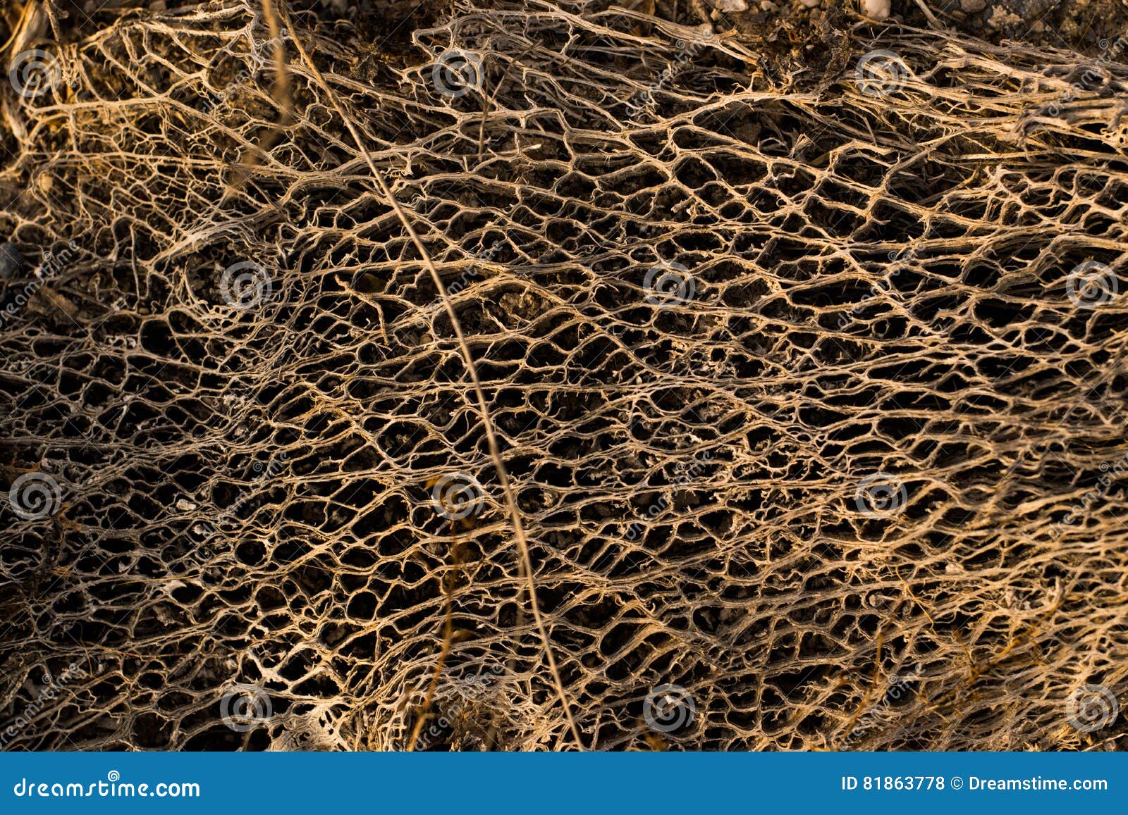 Top Plant Texture Royalty-Free Stock Image | CartoonDealer.com #58598842