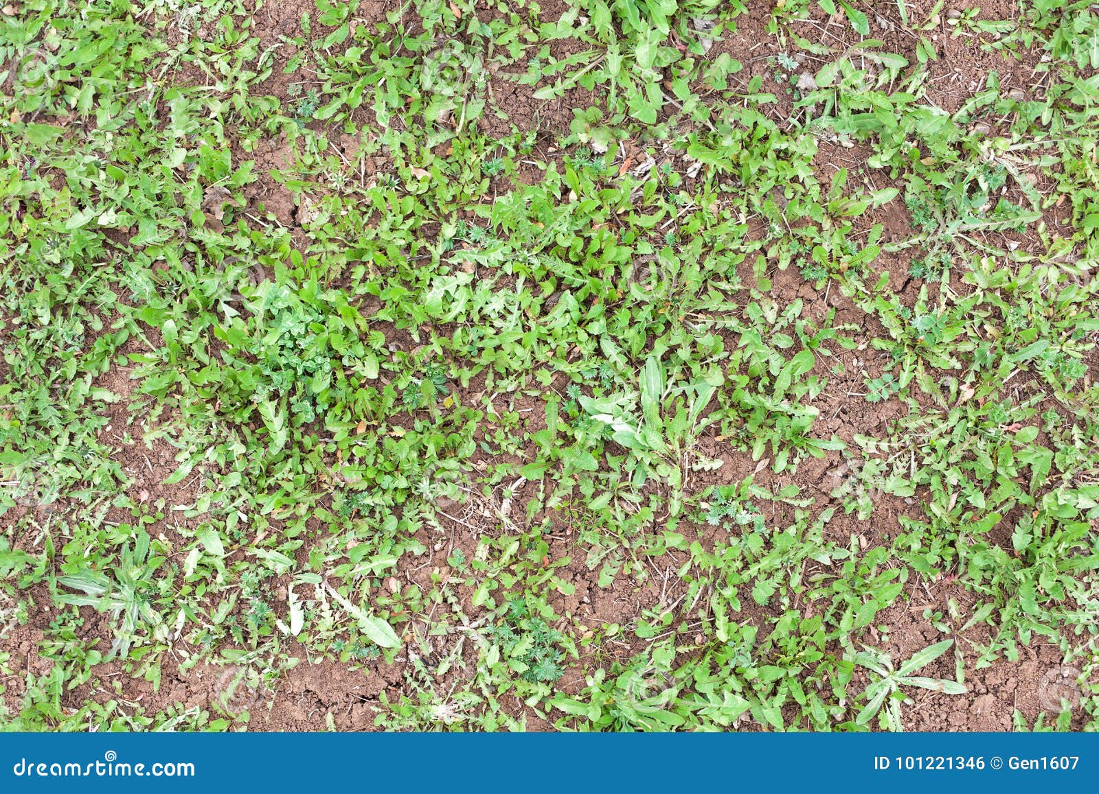 Seamless Ground Texture With Small Grass, Trampled Grass, High ...