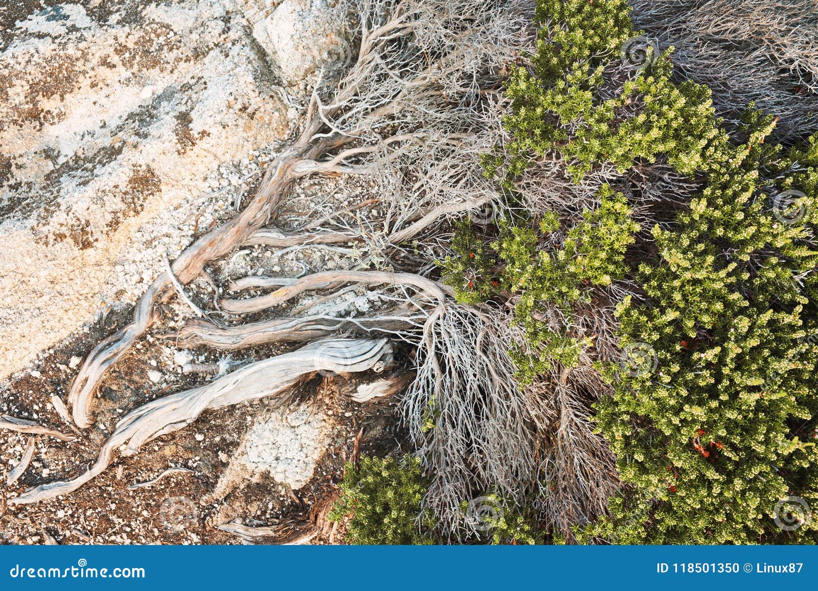 Plant texture top view stock photo. Image of agriculture - 118501350