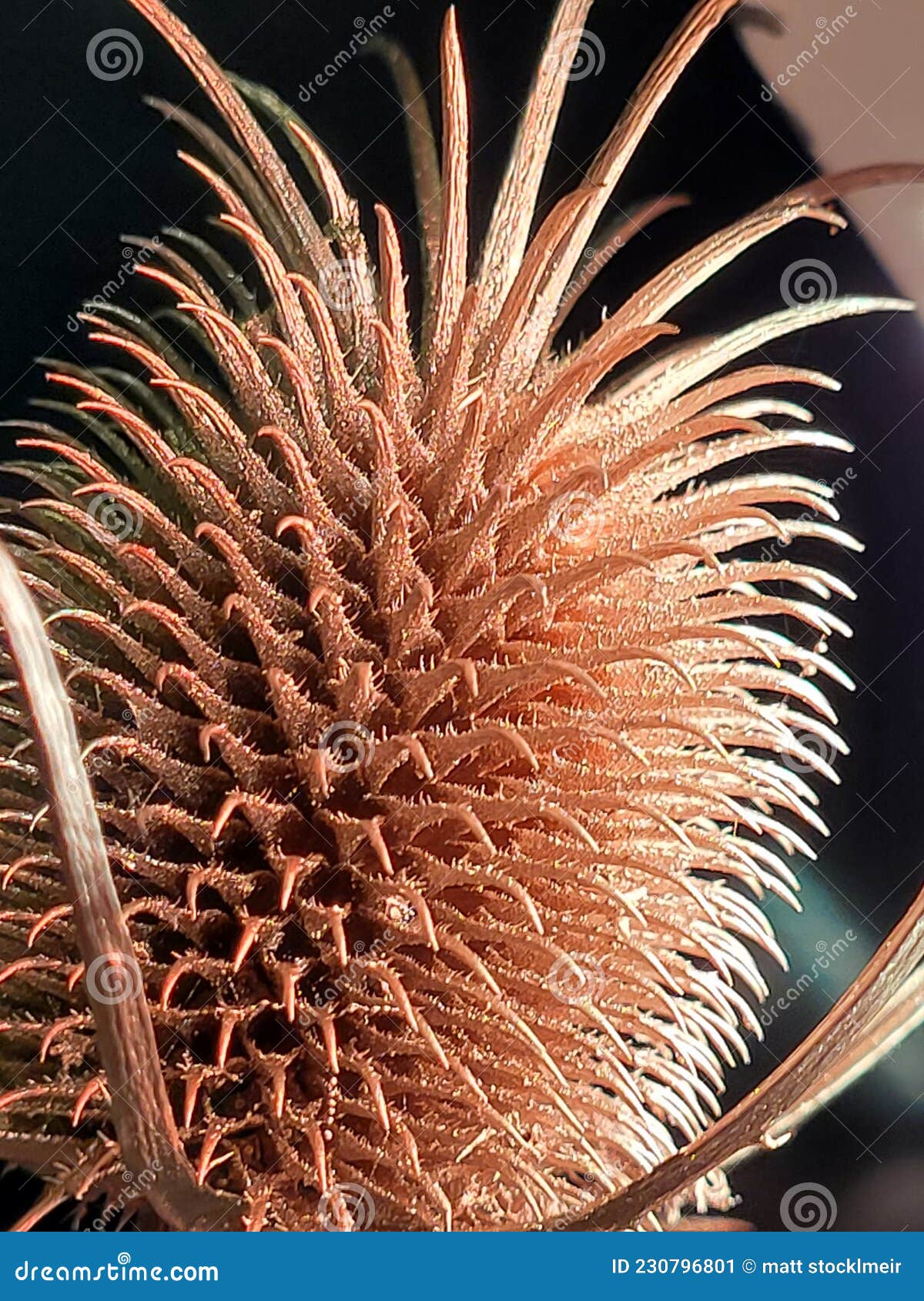 Plant Thorn Pattern Texture Gold Trippy Weird Stock Image - Image of ...