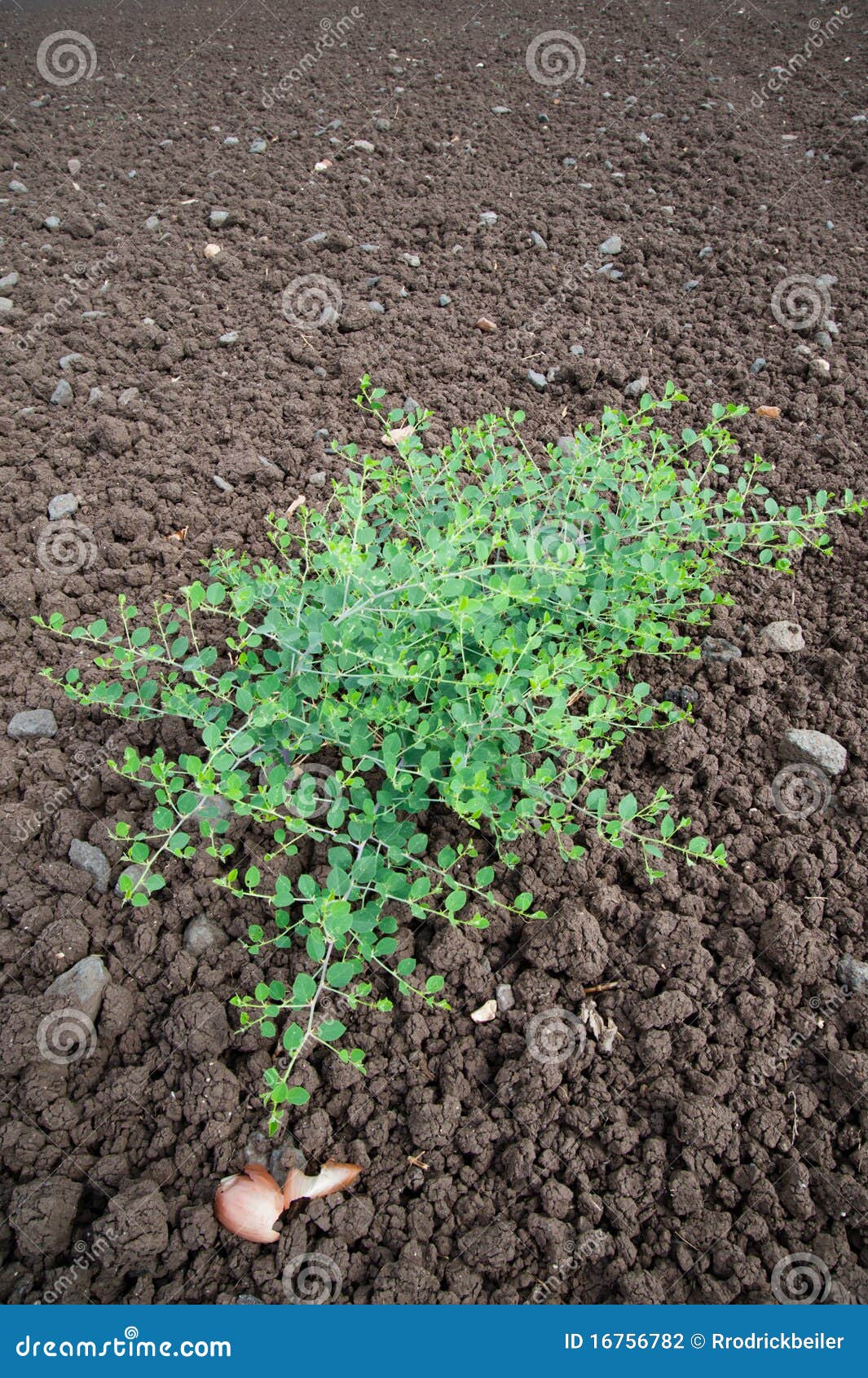 Plant in Tilled Soil stock photo. Image of fertile, earth - 16756782