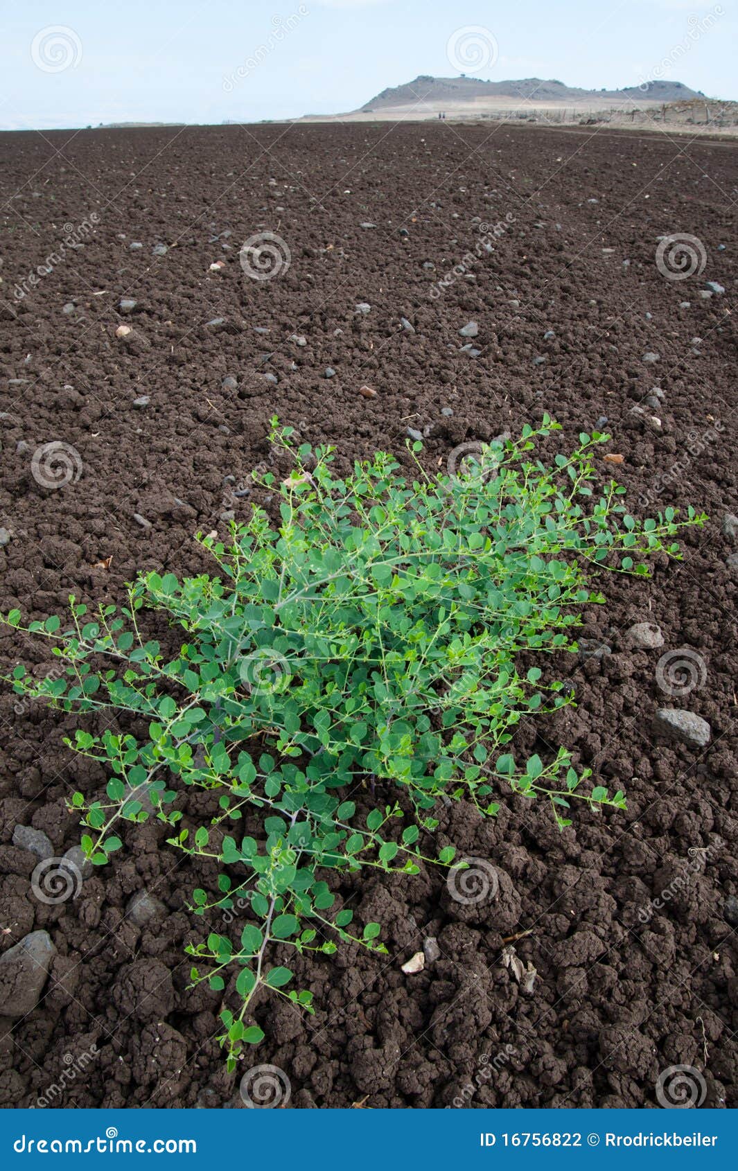 Plant in Tilled Soil stock photo. Image of farm, soil - 16756822