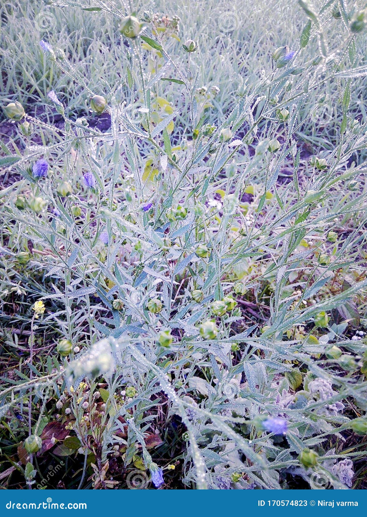 A Plant of Tisi Good Look Nice Stock Image - Image of tisi, plant ...