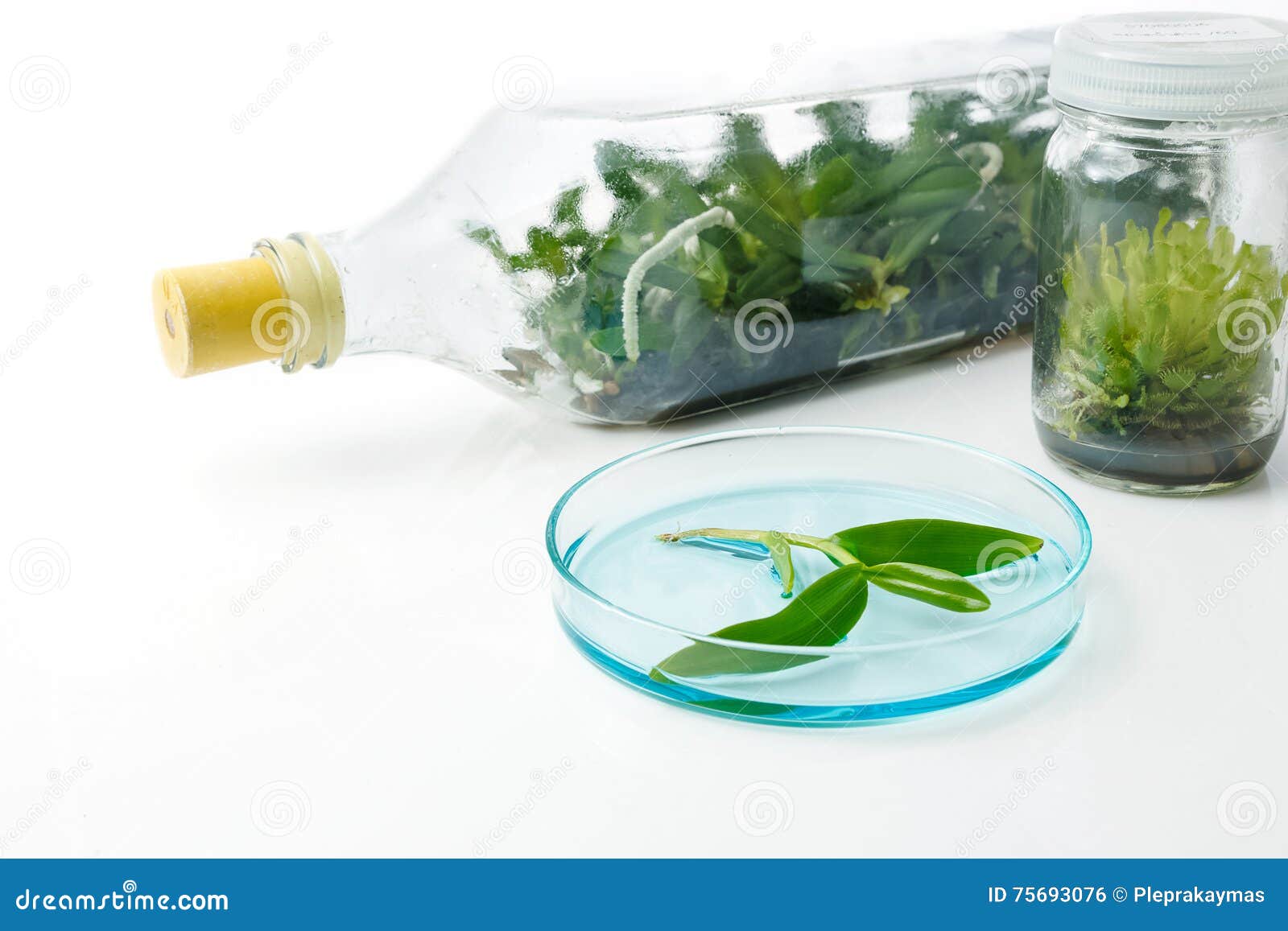 Plant Tissue Culture Collection Shelves In Tissue Culture Room Science ...