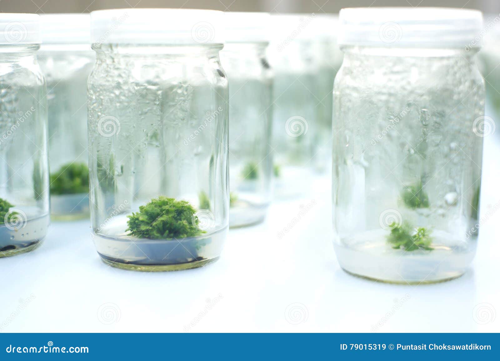 Plant tissue culture stock image. Image of light, laboratory - 79015319