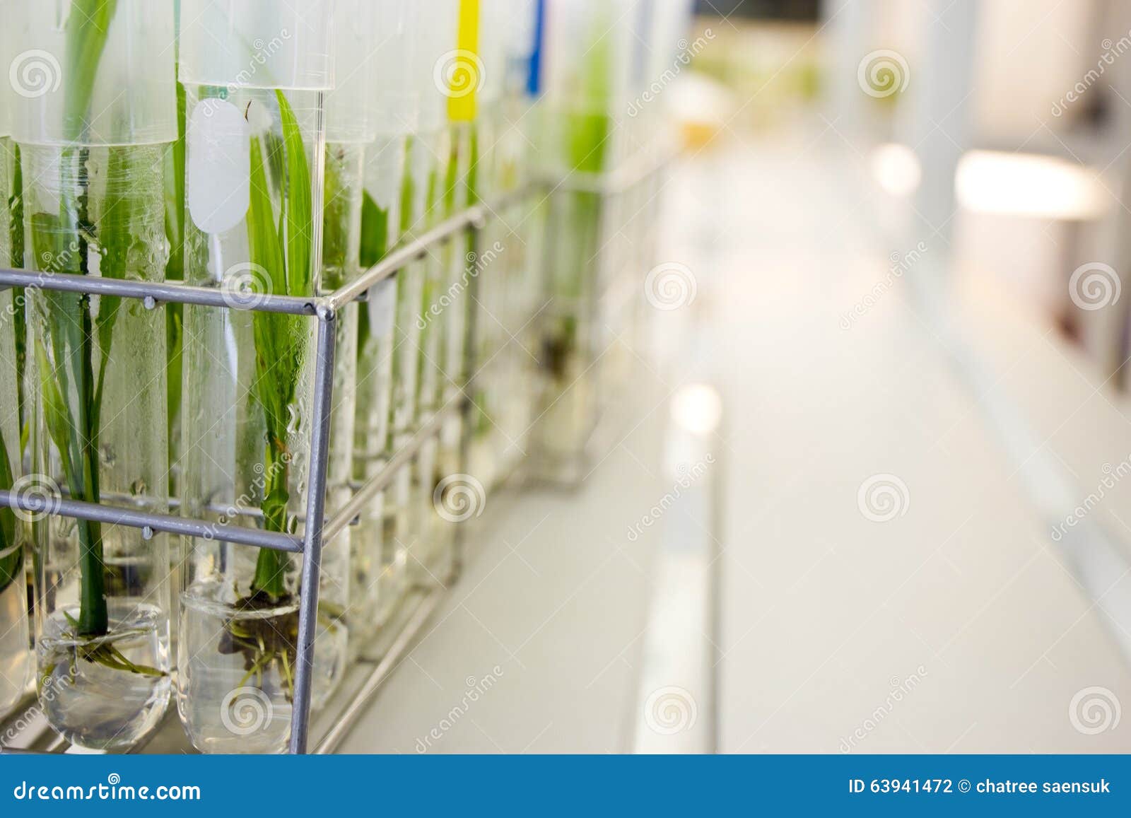 Plant tissue culture stock photo. Image of tissue, culture - 63941472