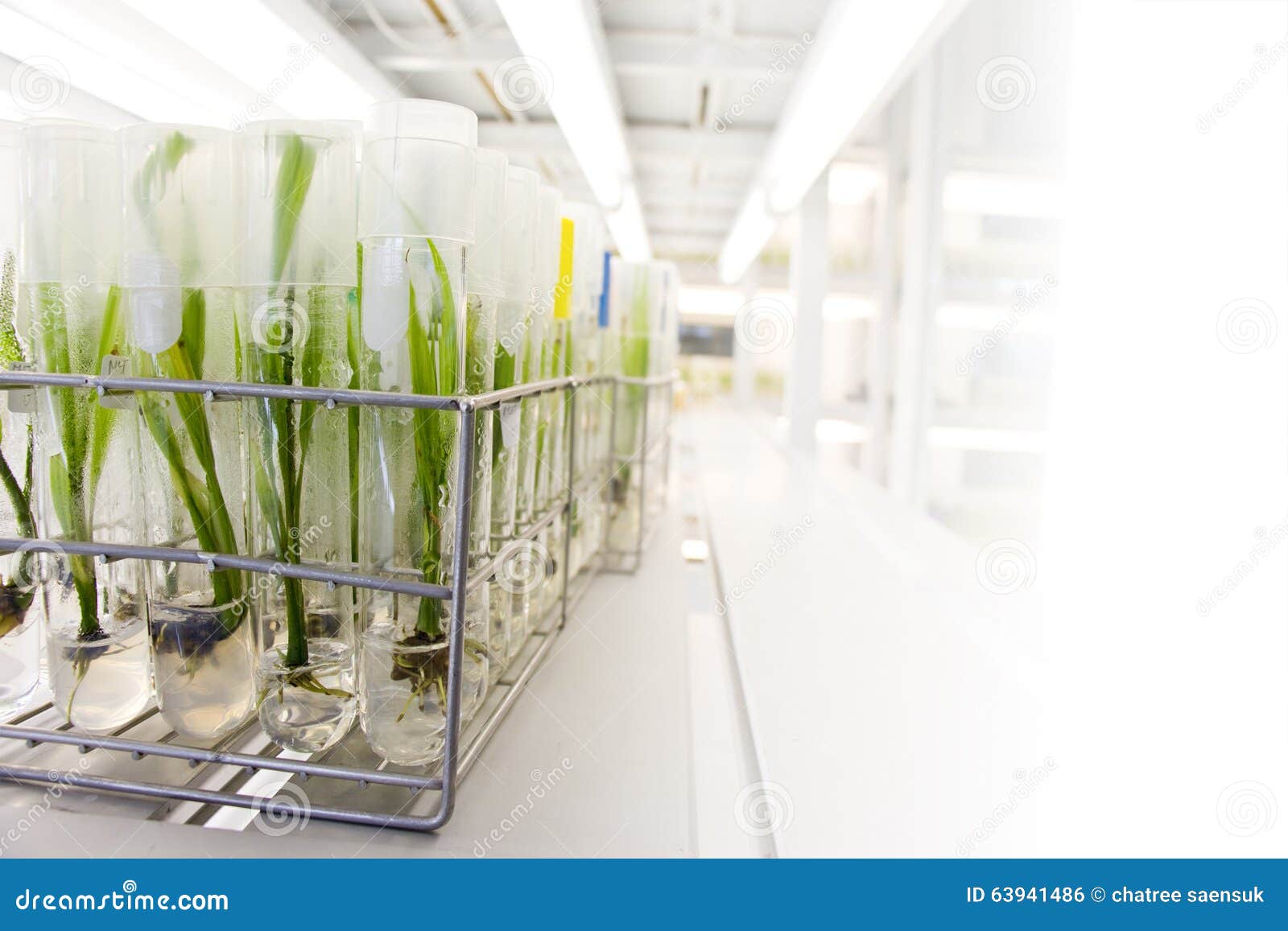 Plant tissue culture stock photo. Image of science, plant - 63941486