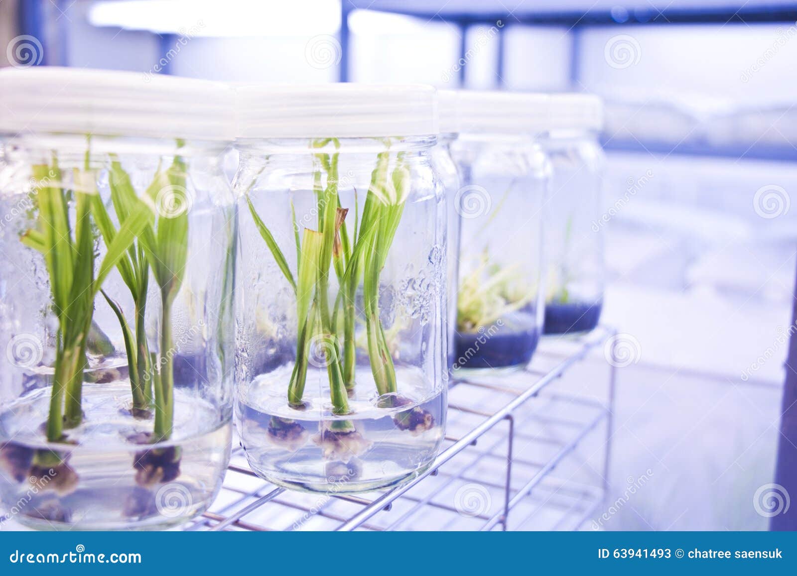 Plant tissue culture stock image. Image of water, floristry - 63941493